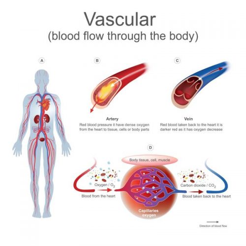 Vascular and Endovascular Service - The Karen Hospital
